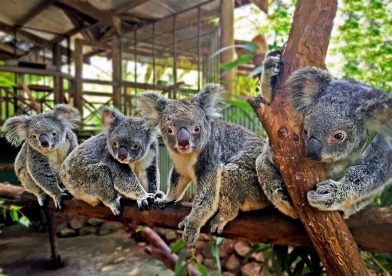 Kuranda: Rainforestation Nature Park - The Day at Rainforestation: What to Expect