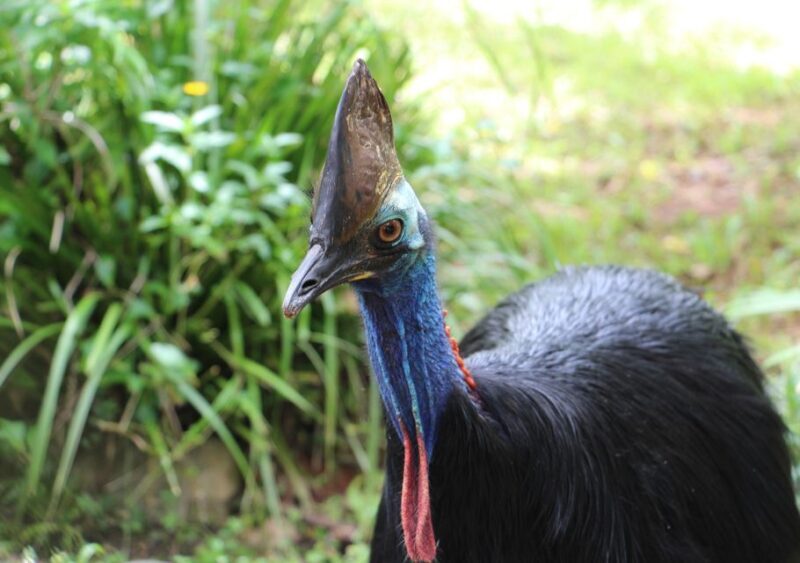 Kuranda: Rainforestation Nature Park - Practical Tips for Visitors