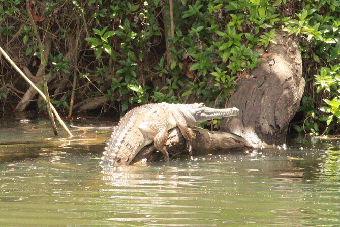 Kuranda Riverboat Sightseeing Cruise - Final Thoughts