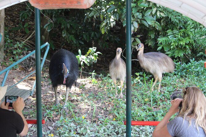 Kuranda Riverboat Sightseeing Cruise - FAQs About the Kuranda Riverboat Sightseeing Cruise