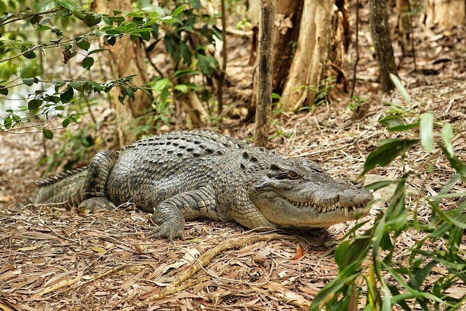 Kuranda, Scenic Rail, Skyrail and Hartley's Crocodile Adventures - In The Sum Up