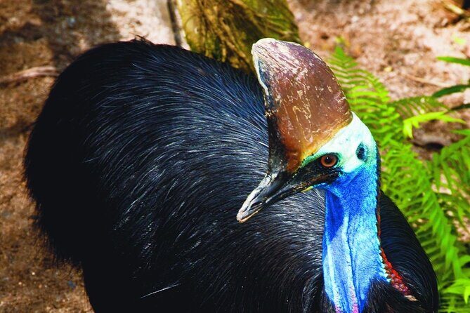 Kuranda Wildlife Experience Deluxe Multi Attraction Pass - Final Thoughts
