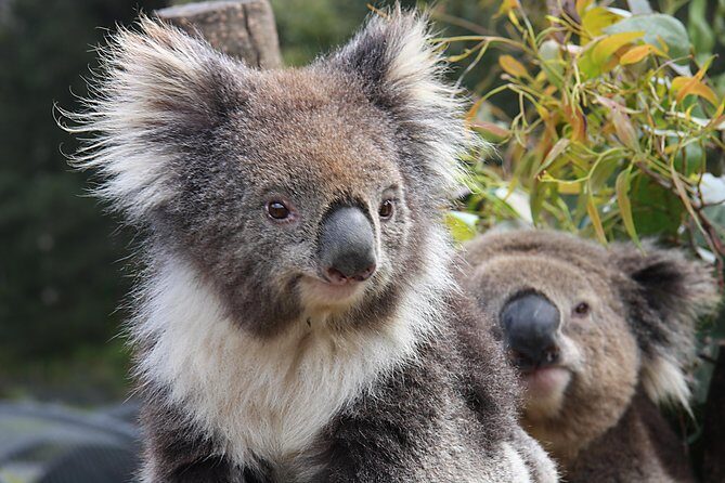 Kuranda Wildlife Experience Deluxe Multi Attraction Pass - FAQ