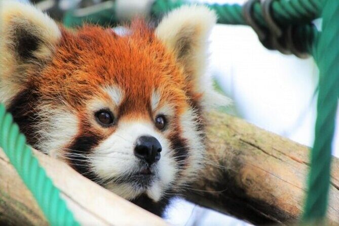 Kurodake Ropeway, Asahiyama Zoo Autumn Leaves Bus Tour - A Closer Look at the Itinerary