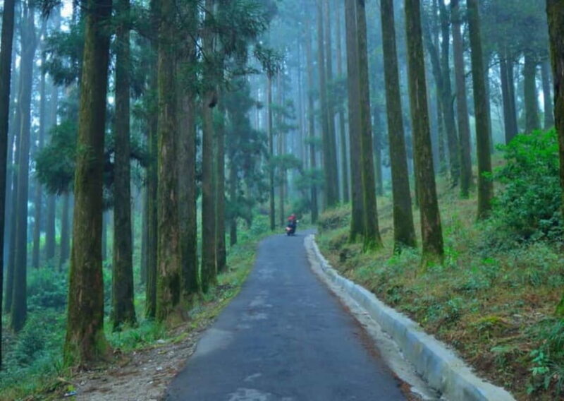Kurseong: White Orchid Trail Hike with Hotel Pickup - Final Thoughts: The Value of a Guided Nature Walk in Kurseong