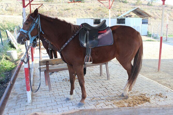 Kusadasi Horse Riding Beach and Forest options with Transfer - An In-Depth Look at the Kusadasi Horseback Riding Tour
