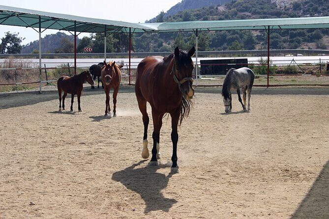 Kusadasi Horse Riding On Beach And Through The River - FAQ