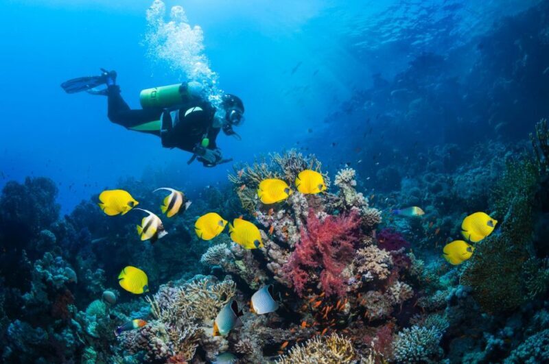 Kusadasi: Scuba Diving for Beginner or Experienced w/ Lunch - FAQs About the Kusadasi Scuba Tour