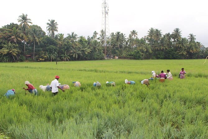 Kuttanad Rice Bowl By Cycle - Key Points