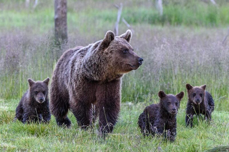 Kuusamo: Bear watching evening - Key Points