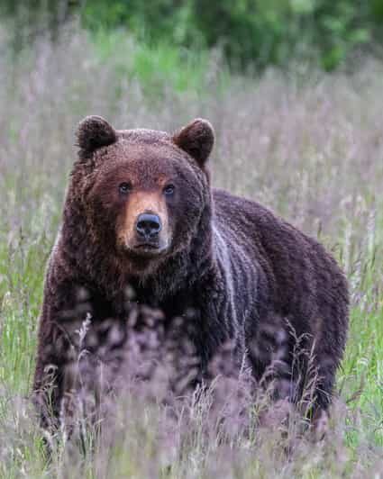 Kuusamo: Bear watching evening - What Makes This Tour Special
