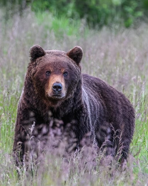 Kuusamo: Bear watching evening - The Experience Day