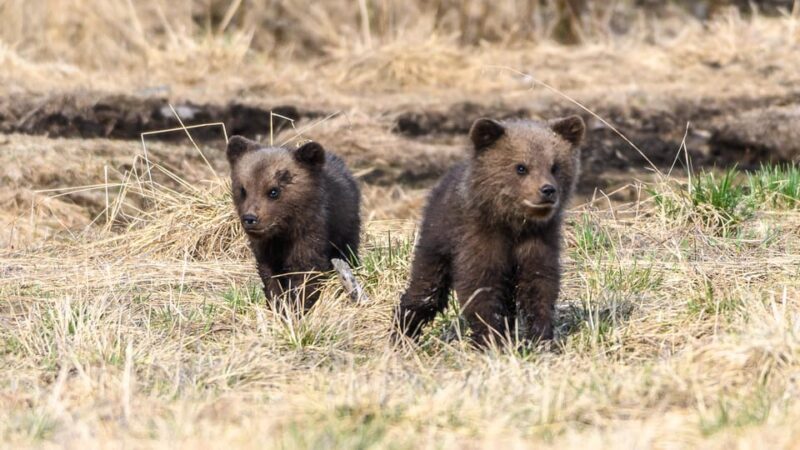 Kuusamo: Bear watching evening - The Views and Wildlife