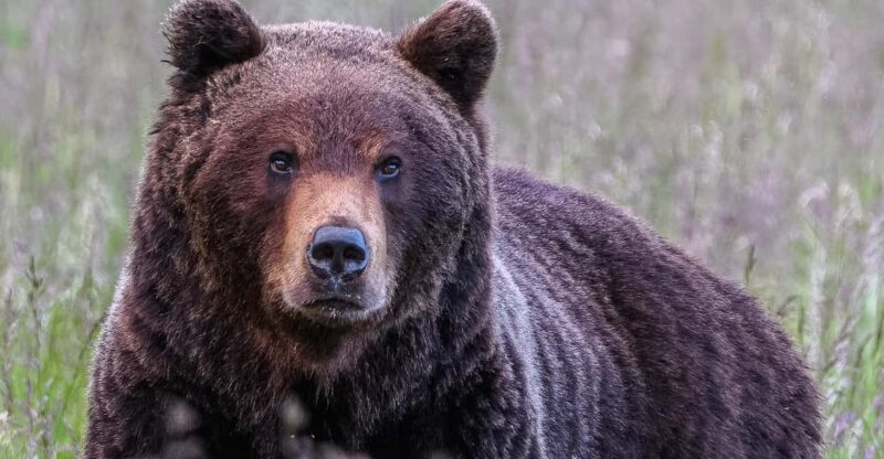 Kuusamo: Bear watching evening - The Reviews We Love