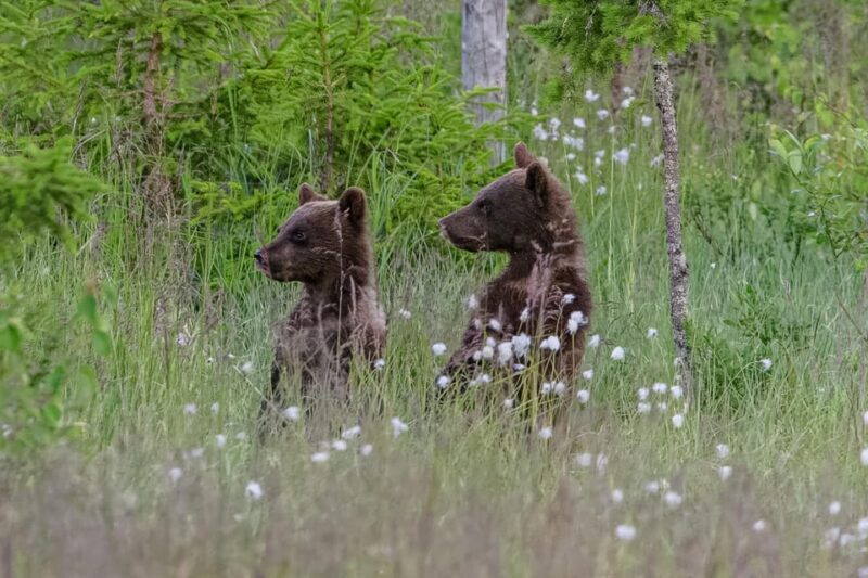 Kuusamo: Bear watching evening - Final Thoughts on Value and Suitability