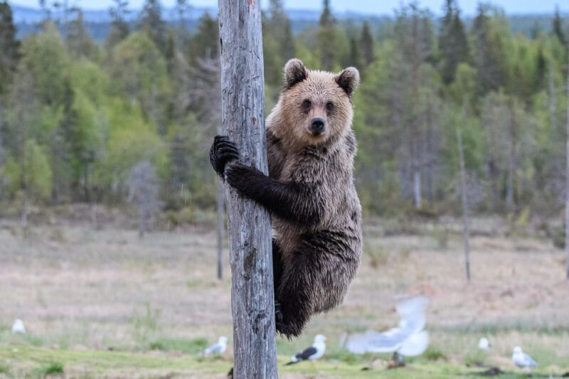 Kuusamo: Bear watching evening - FAQs