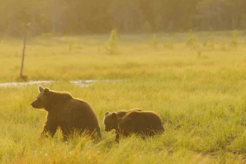 Kuusamo: Bear Watching Overnight Tour - FAQs