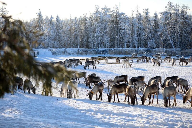 Kuusamo: Morning Feeding of Hundreds of Reindeer - An Authentic Finnish Reindeer Encounter