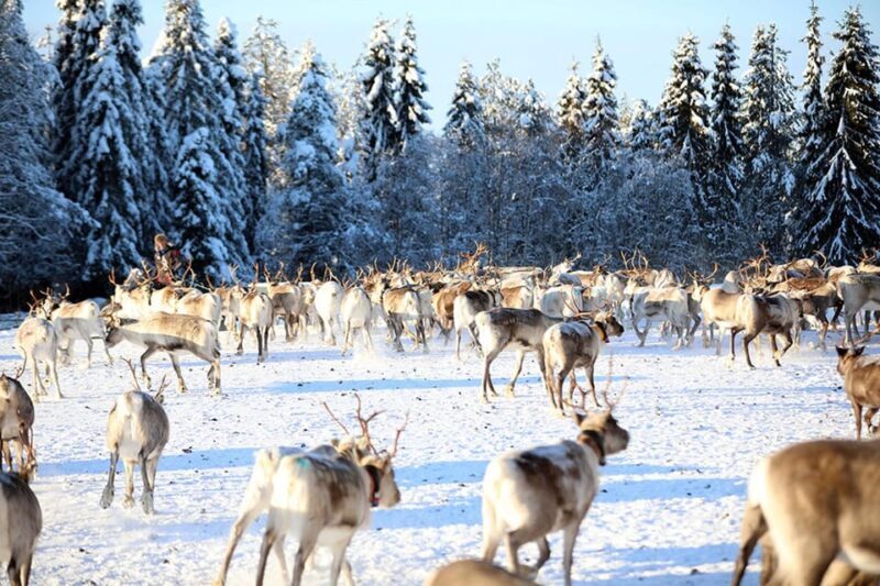 Kuusamo: Morning Feeding of Hundreds of Reindeer - The Role of the Guides