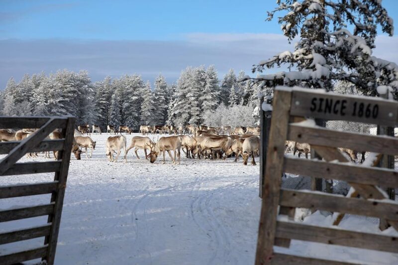 Kuusamo: Morning Feeding of Hundreds of Reindeer - The Farm Setting and Atmosphere
