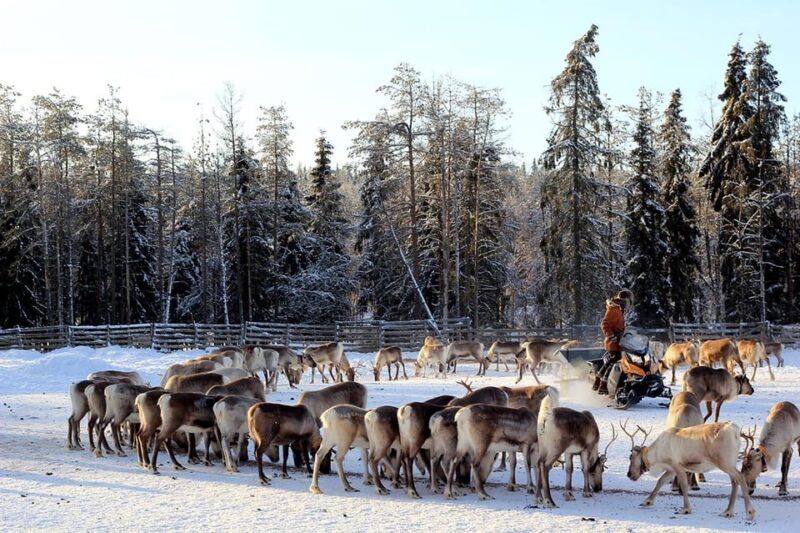 Kuusamo: Morning Feeding of Hundreds of Reindeer - Who Will Love This Tour?