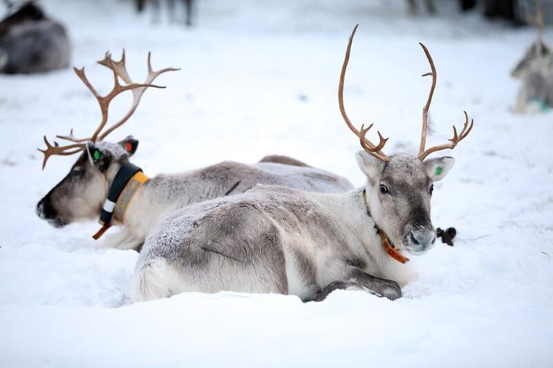 Kuusamo: Reindeer Farm Visit - Authentic, Engaging, and Educational