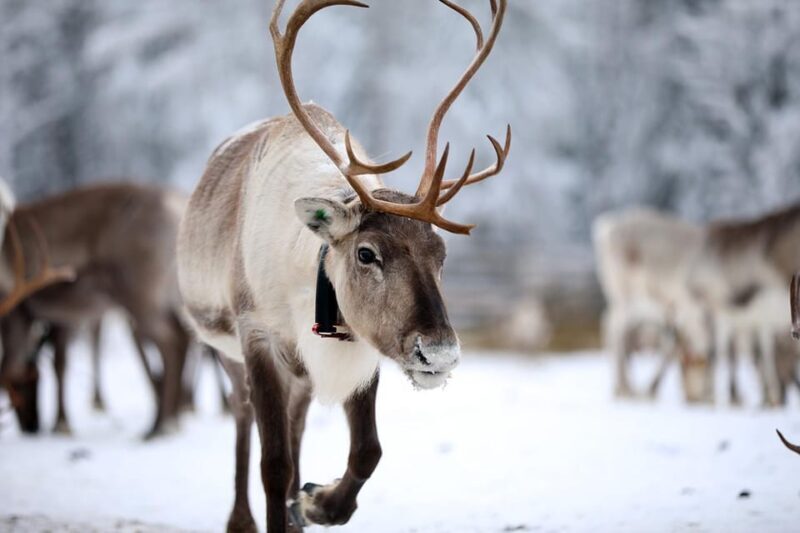 Kuusamo: Reindeer Sleigh Ride and Farm Visit - A Practical Look at the Kuusamo Reindeer Experience