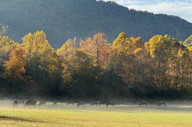 Kuwohi Mountain Great Smoky Mountains Tour - Why the Tour Offers Good Value
