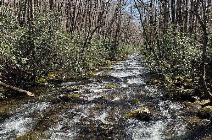 Kuwohi Mountain Great Smoky Mountains Tour - What Travelers Say