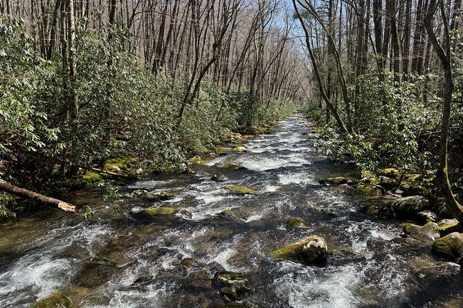 Kuwohi Mountain Great Smoky Mountains Tour - Final Thoughts: Who Should Take This Tour?