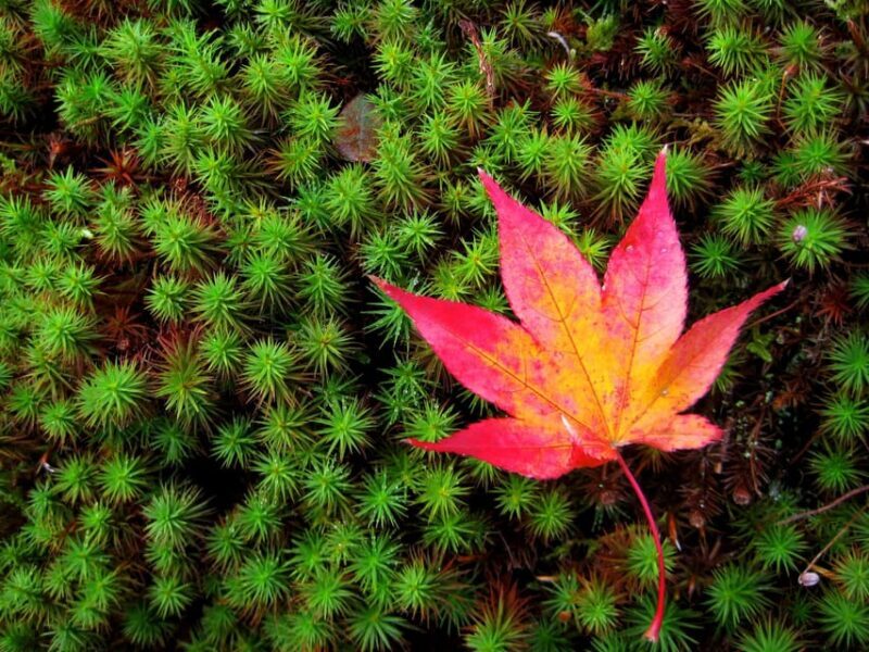 Kyoto: 2-Hour Guided Tour of Arashiyama's Autumn Leaves - Practical Tips for Travelers