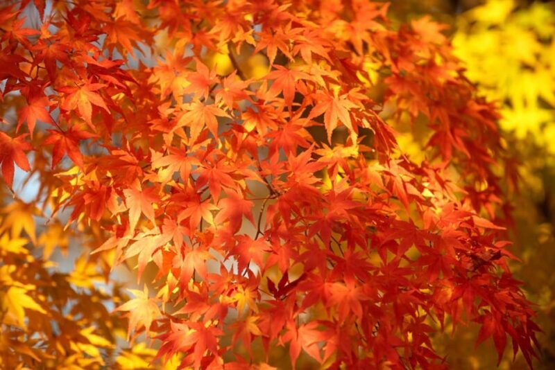 Kyoto: 2-Hour Guided Tour of Arashiyama's Autumn Leaves - Who Will Love This Tour?