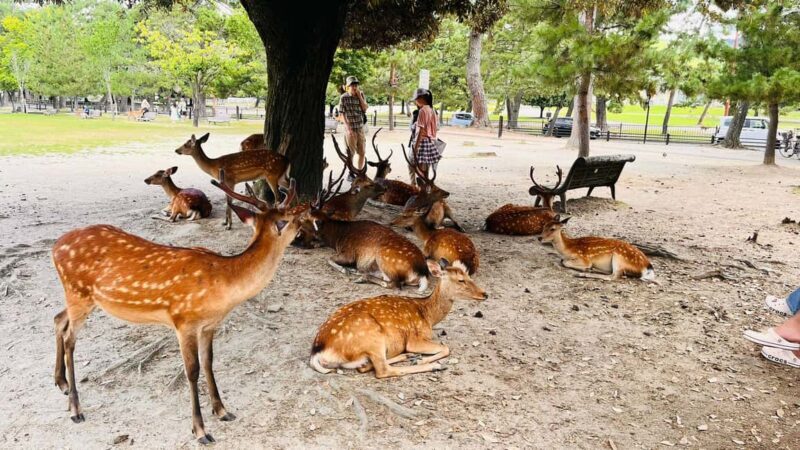 Kyoto and Nara Customised Full Day Private Tour with Pickup - FAQ