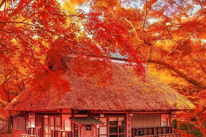 Kyoto and Nara Day Tour from Osaka - Who Will Love This Tour?