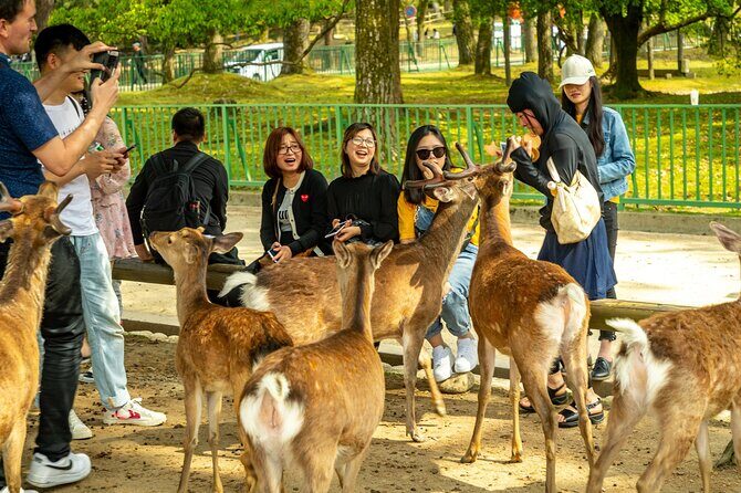 Kyoto and Nara Friendly Two-Day Walking Tour with Guide - Key Points
