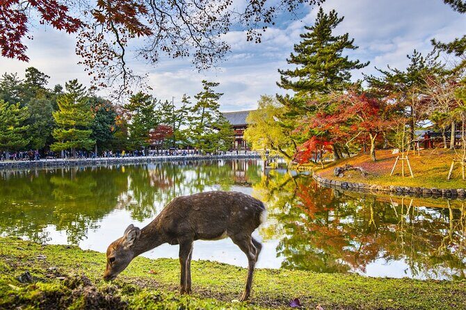 Kyoto and Nara Friendly Two-Day Walking Tour with Guide - What It Feels Like to Participate