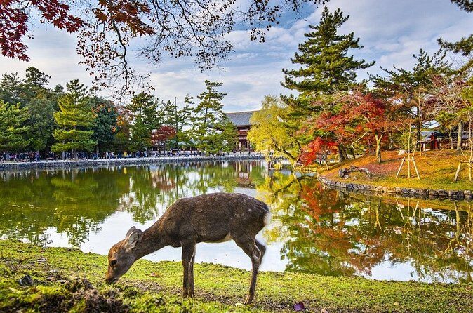Kyoto and Nara Friendly Two-Day Walking Tour with Guide - Who Should Consider This Tour?