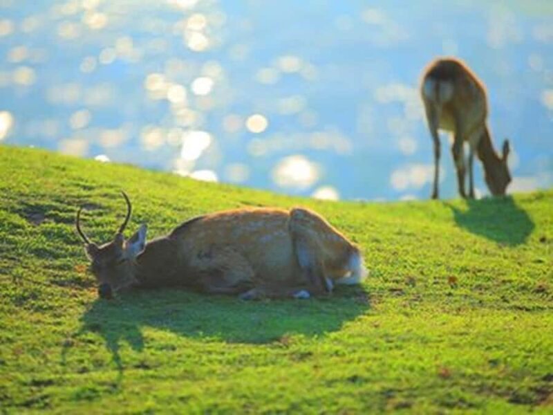 Kyoto And Nara Heritage Day Tour With Optional Culture Lunch - An In-Depth Look at the Kyoto and Nara Heritage Day Tour
