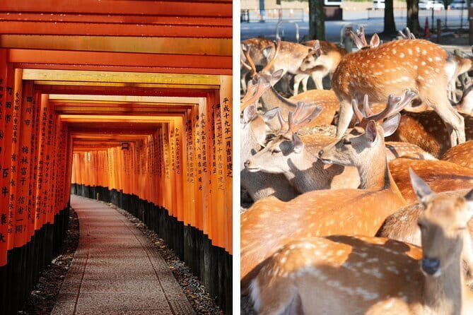 Kyoto and Nara in 1 Day in Fushimi Inari and Deer Park - Key Points