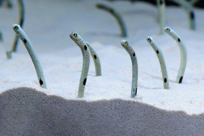 Kyoto Aquarium Admission Ticket - An overview of Kyoto Aquarium: Discovering Japanese aquatic life