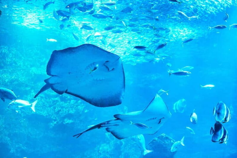 Kyoto Aquarium Admission Ticket - How the experience feels: Atmosphere and authenticity