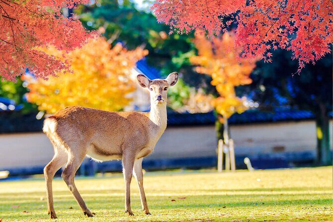 Kyoto Arashiyama and Nara Tour with Sagano Train, Giikawa Honpo - The Sagano Romantic Train: A Vintage Voyage