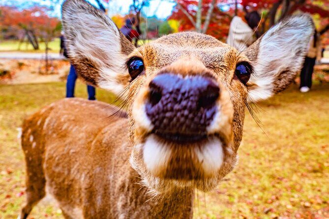 Kyoto Arashiyama and Nara Tour with Sagano Train, Giikawa Honpo - Kimono Forest: Art in Motion