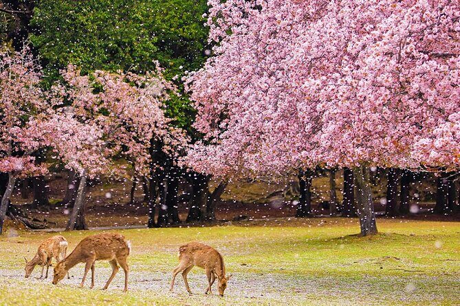 Kyoto Arashiyama and Nara Tour with Sagano Train, Giikawa Honpo - Fushimi Inari Taisha: Japan’s Iconic Shrine