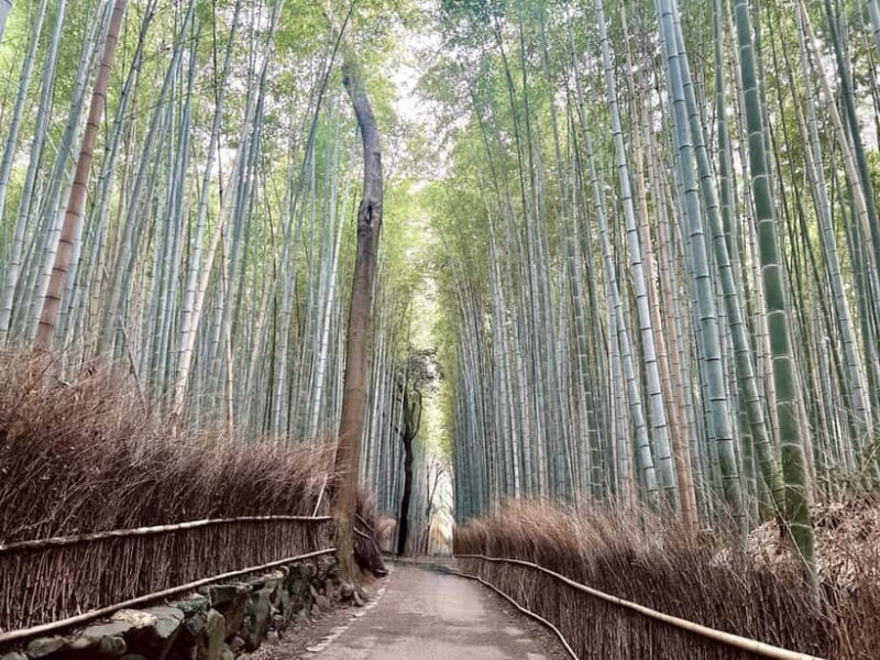Kyoto: Arashiyama Bamboo Forest and Garden Views Tour - An In-Depth Look at the Tour