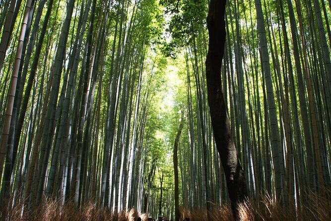 Kyoto: Arashiyama Bamboo Forest, Monkeys, Matcha & Temple Tour - The Balance of Cost and Experience