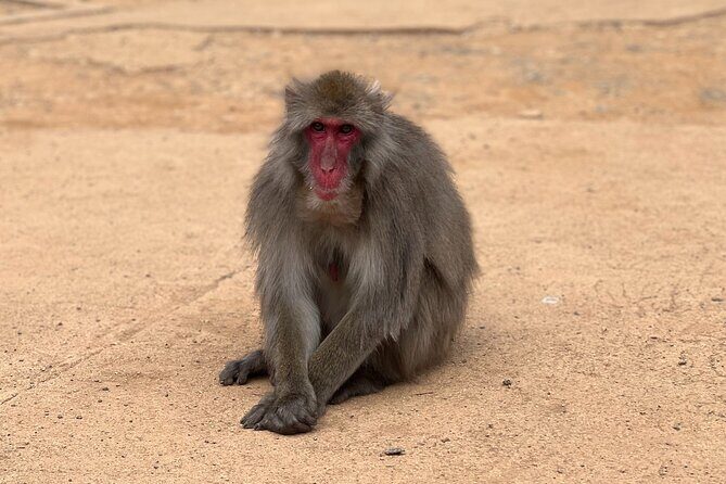 Kyoto: Arashiyama Bamboo Forest, Monkeys, Matcha & Temple Tour - Who Should Consider This Tour?