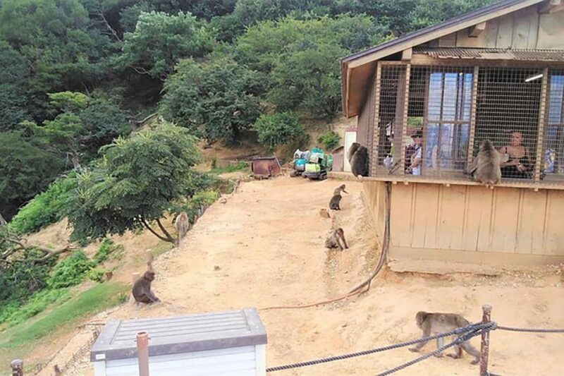 Kyoto Arashiyama & Golden Pavilion One-Day Walking Tour - Key Points