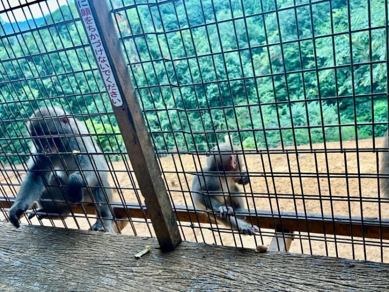 Kyoto: Arashiyama Monkey Park, Bamboo Forest, and Temples - Frequently Asked Questions (FAQs)