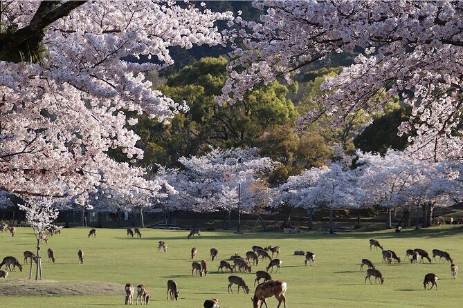 Kyoto Arashiyama, Nara Park, and Fushimi Shrine Tour - Fushimi Inari: The Iconic Torii Gates